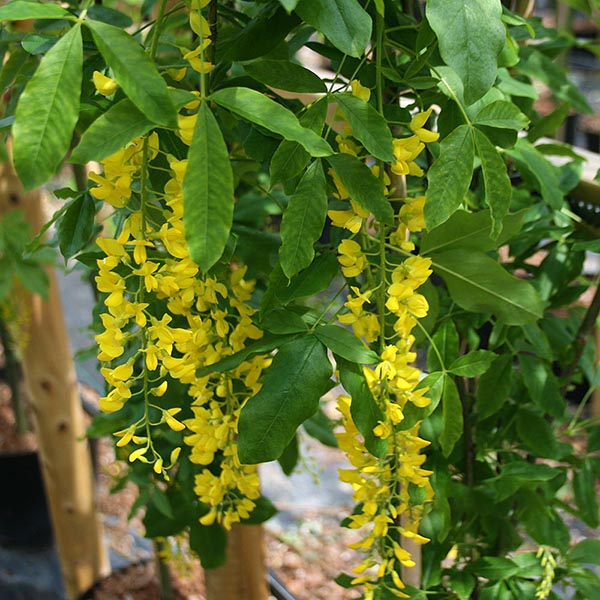 Laburnum Pendula - Golden Chain Tree | Mail Order Trees