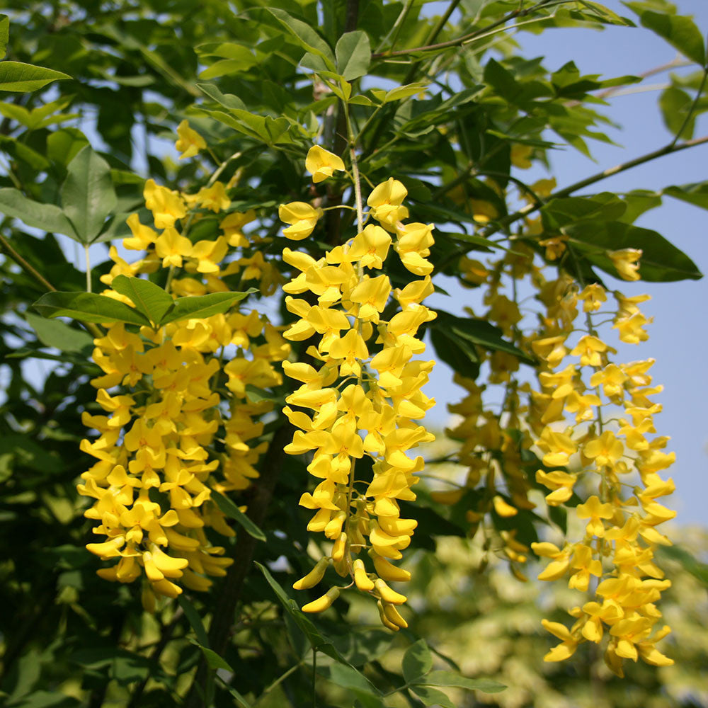 Laburnum Tree - Laburnum Vossii | Mail Order Trees