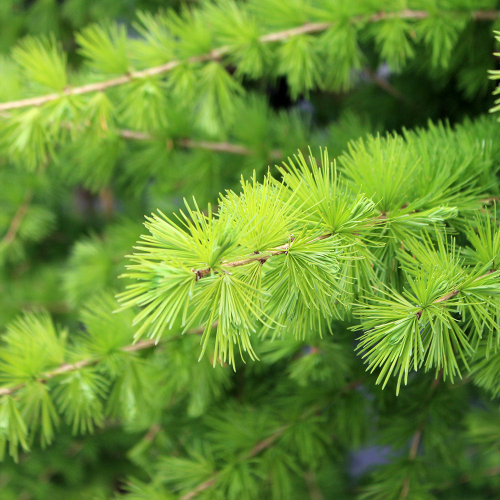 Larix decidua - European Larch Tree | Mail Order Trees