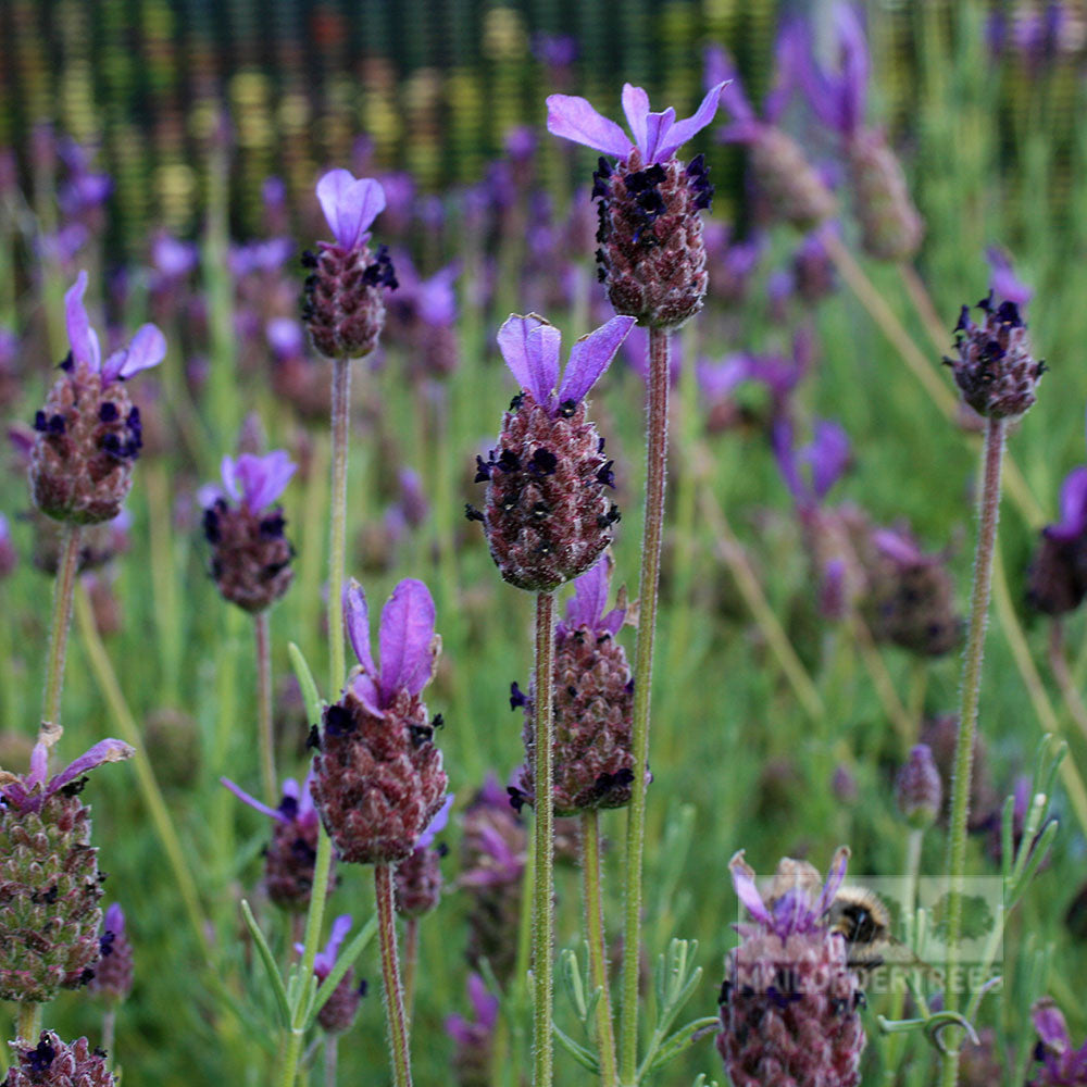 Lavandula Fathead - Fathead Lavender | Mail Order Trees