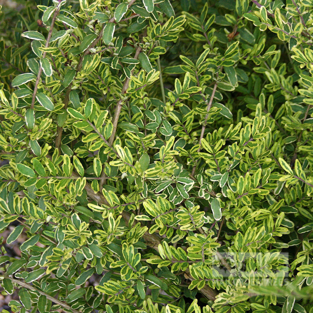 Lonicera Lemon Beauty - Variegated Shining Honeysuckle – Mail Order Trees