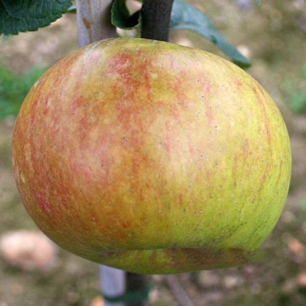 Malus Bramley's Seedling - Apple Tree | Mail Order Trees