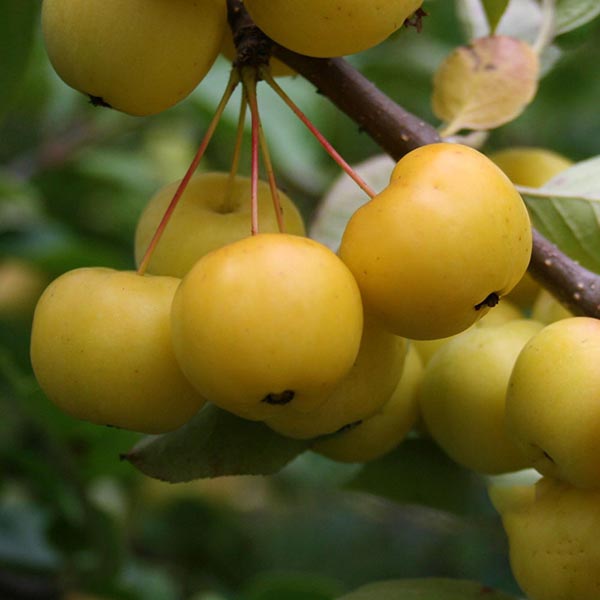 Malus Butterball - Crab Apple Tree | Mail Order Trees