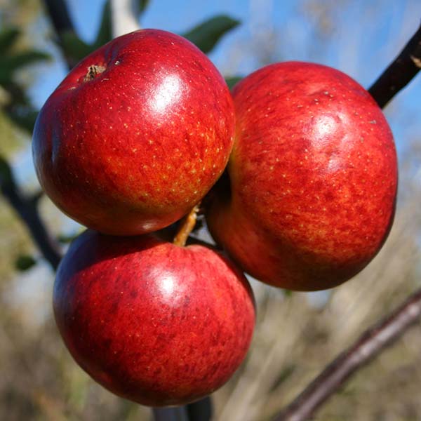 Malus Dabinett - Cider Apple Tree | Mail Order Trees