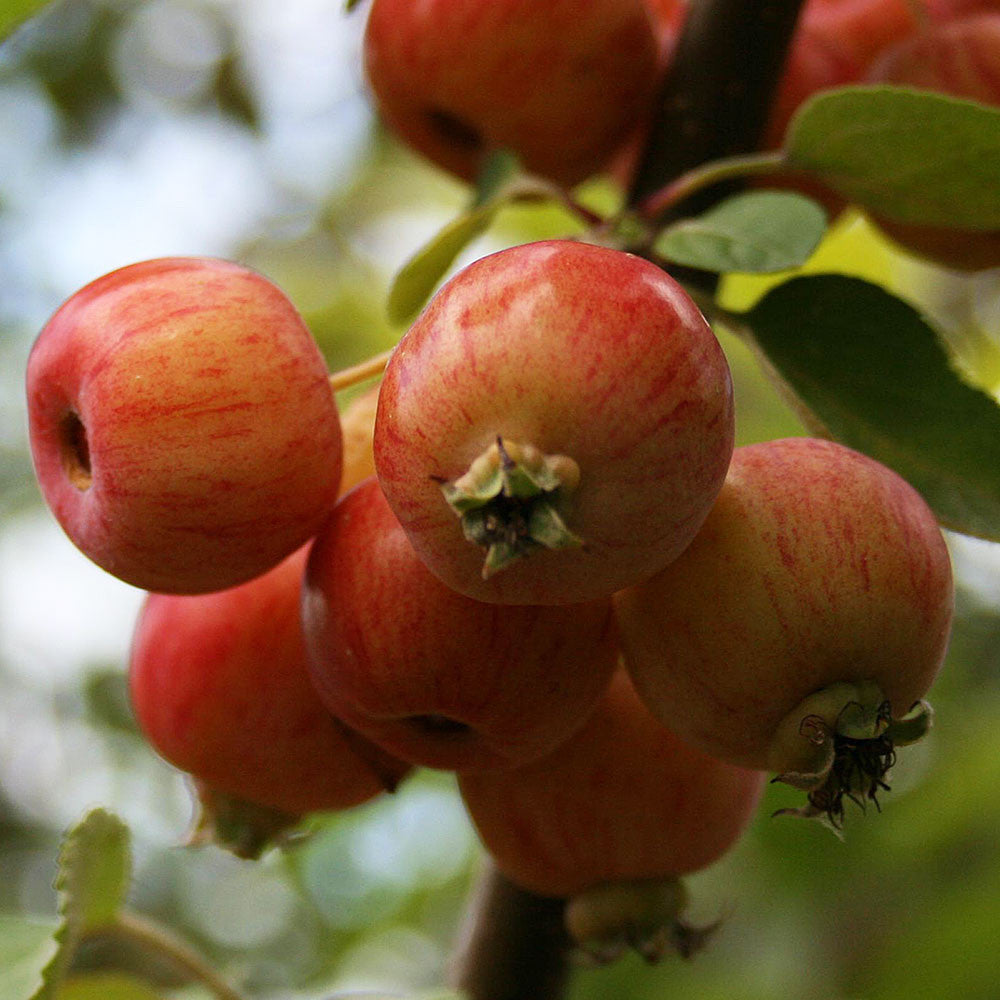 Malus Evereste - Crab Apple Tree | Mail Order Trees