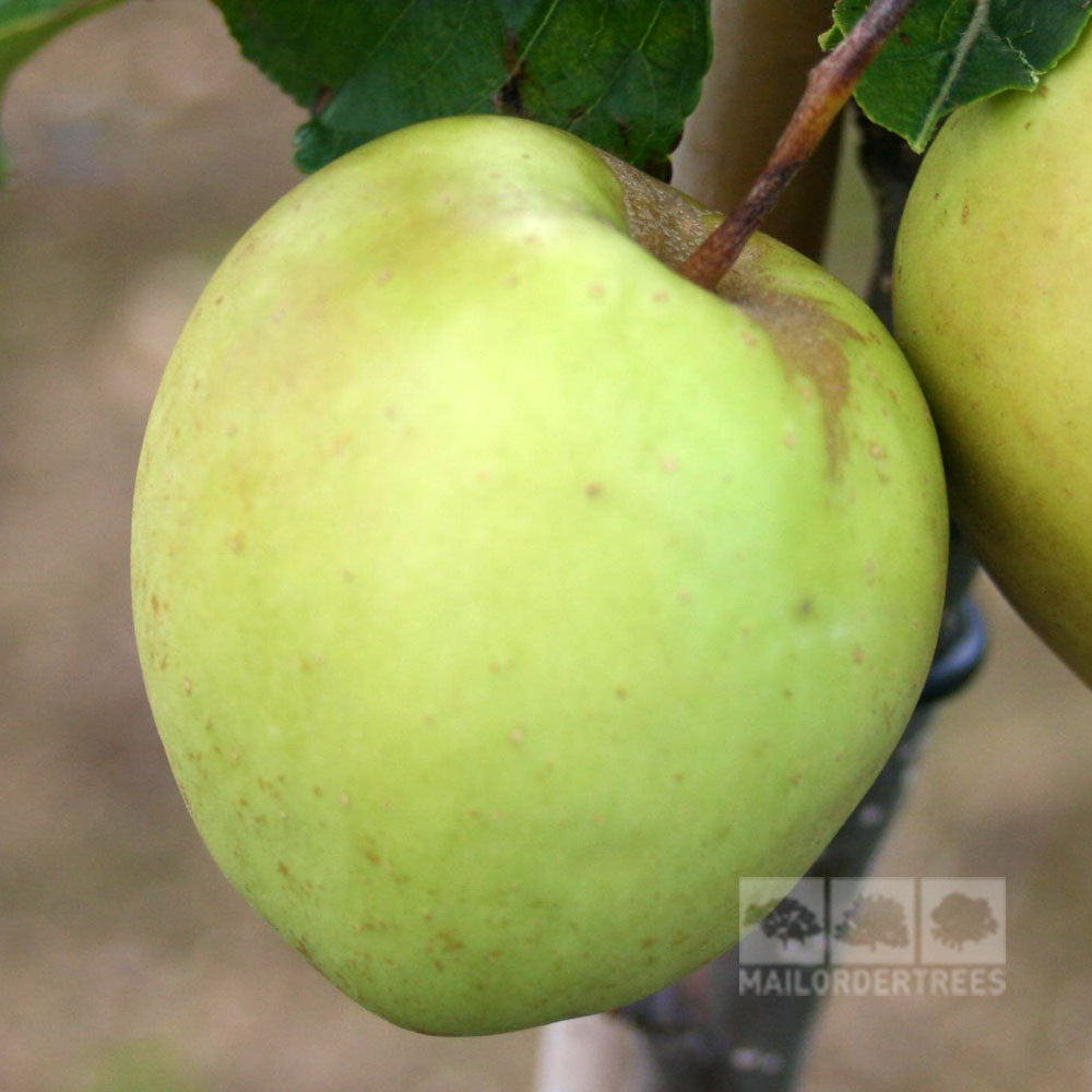 Malus Golden Delicious - Apple Tree | Mail Order Trees