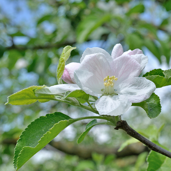 Malus Golden Noble - Golden Noble Apple Tree | Mail Order Trees