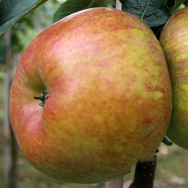 Malus Jupiter - Apple Tree | Mail Order Trees