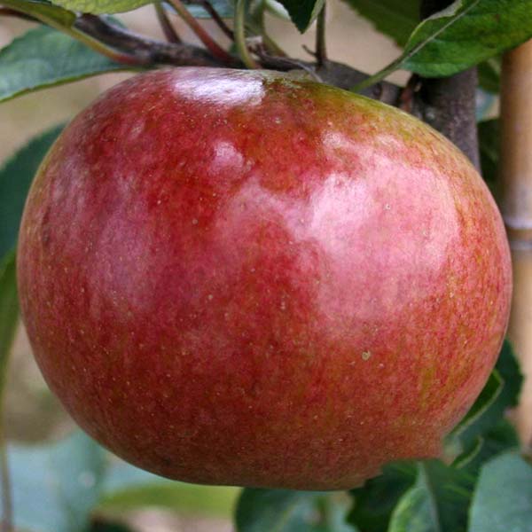 Malus Laxton's Superb - Apple Tree | Mail Order Trees