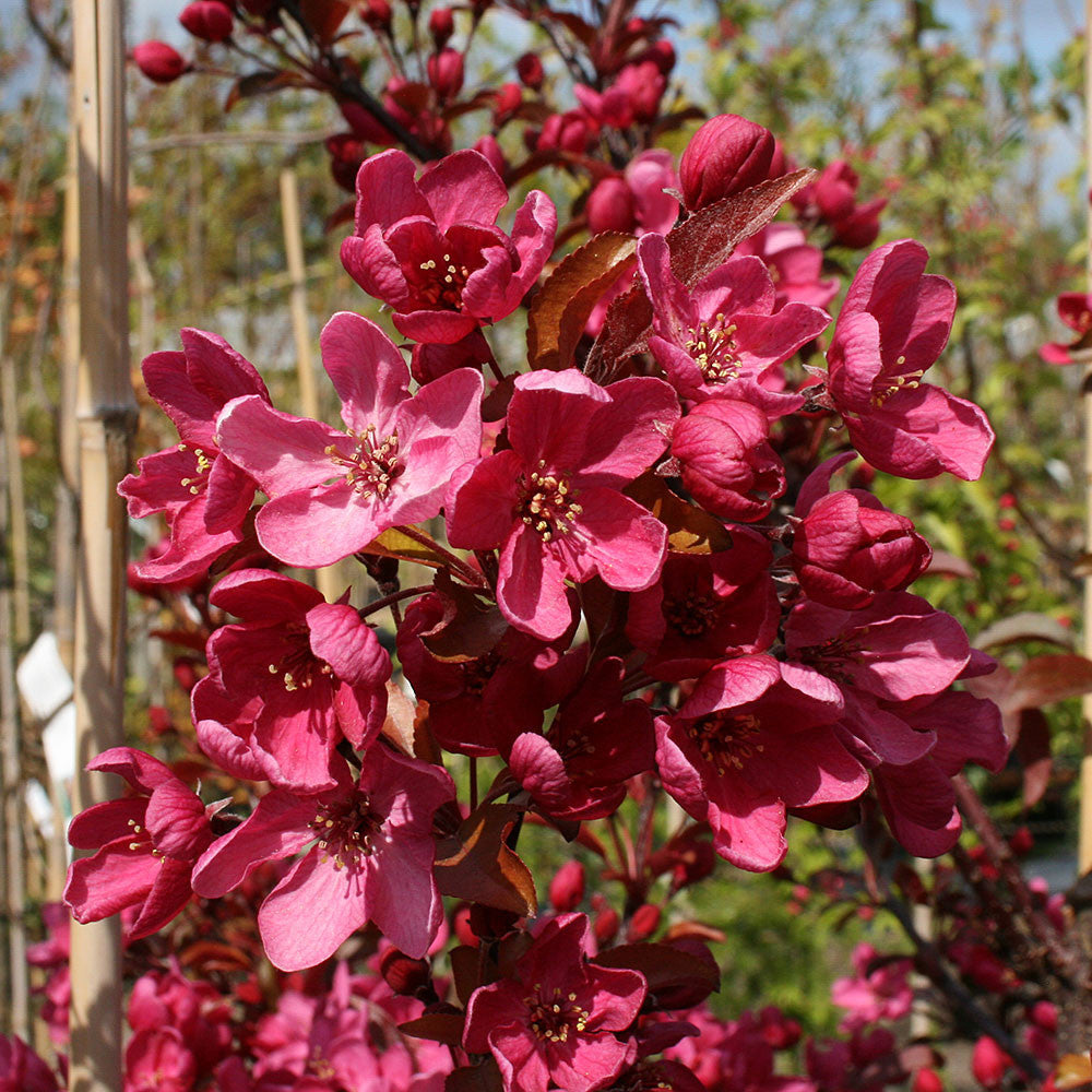 Malus Liset - Crab Apple Tree | Mail Order Trees