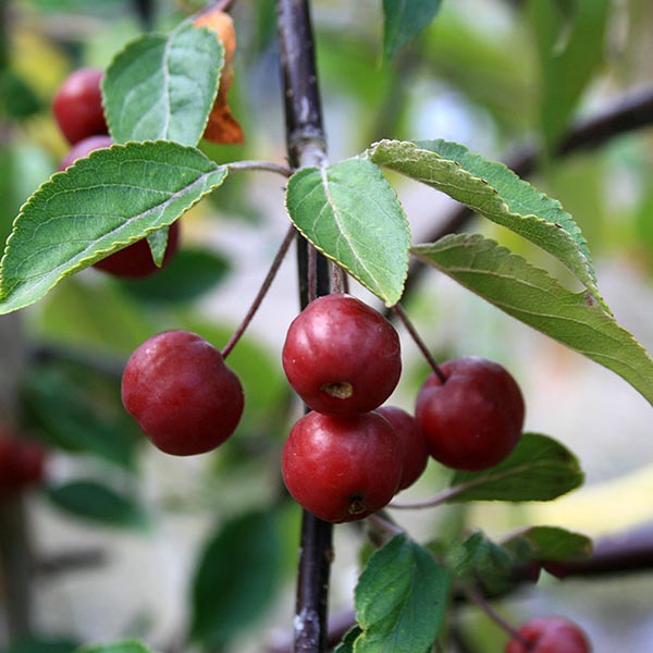Malus Pink Mushroom - Weeping Crab Apple Tree | Mail Order Trees