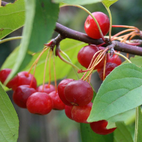 Malus Sun Rival - Crab Apple Tree | Mail Order Trees