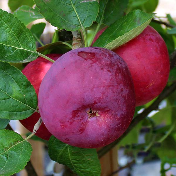 Malus Vista Bella - Apple Tree | Mail Order Trees