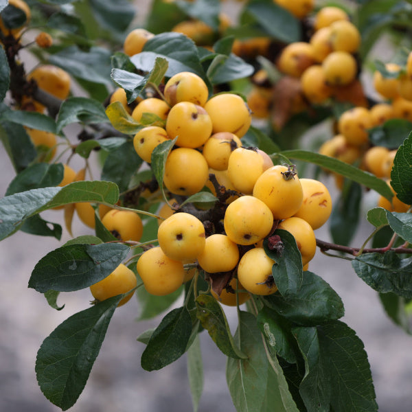 Malus Yellow Siberian - Crab Apple Tree | Mail Order Trees