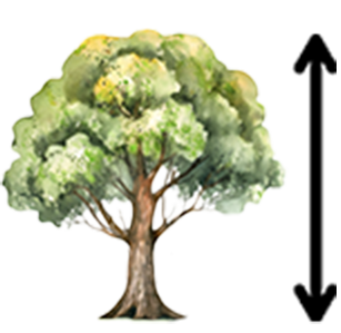 Sorbus Copper Kettle - Rowan Tree | Mail Order Trees