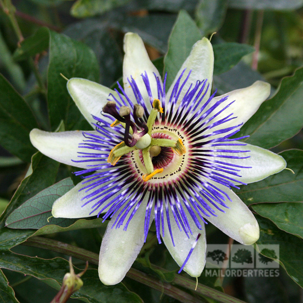 Passiflora Caerulea Blue Passion Flower (Passiflora Caerulea) Seeds