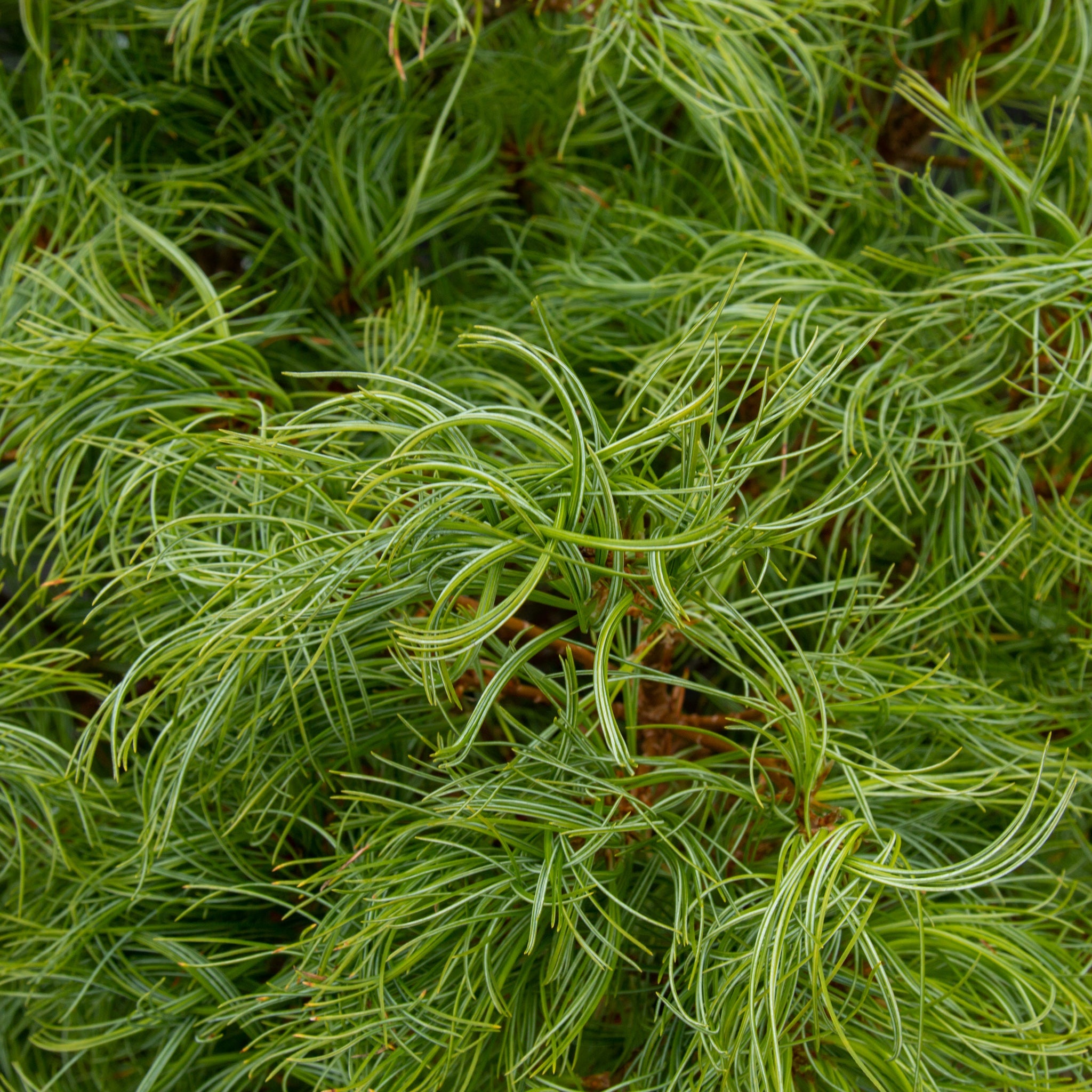Pinus strobus Tiny curls - Pine