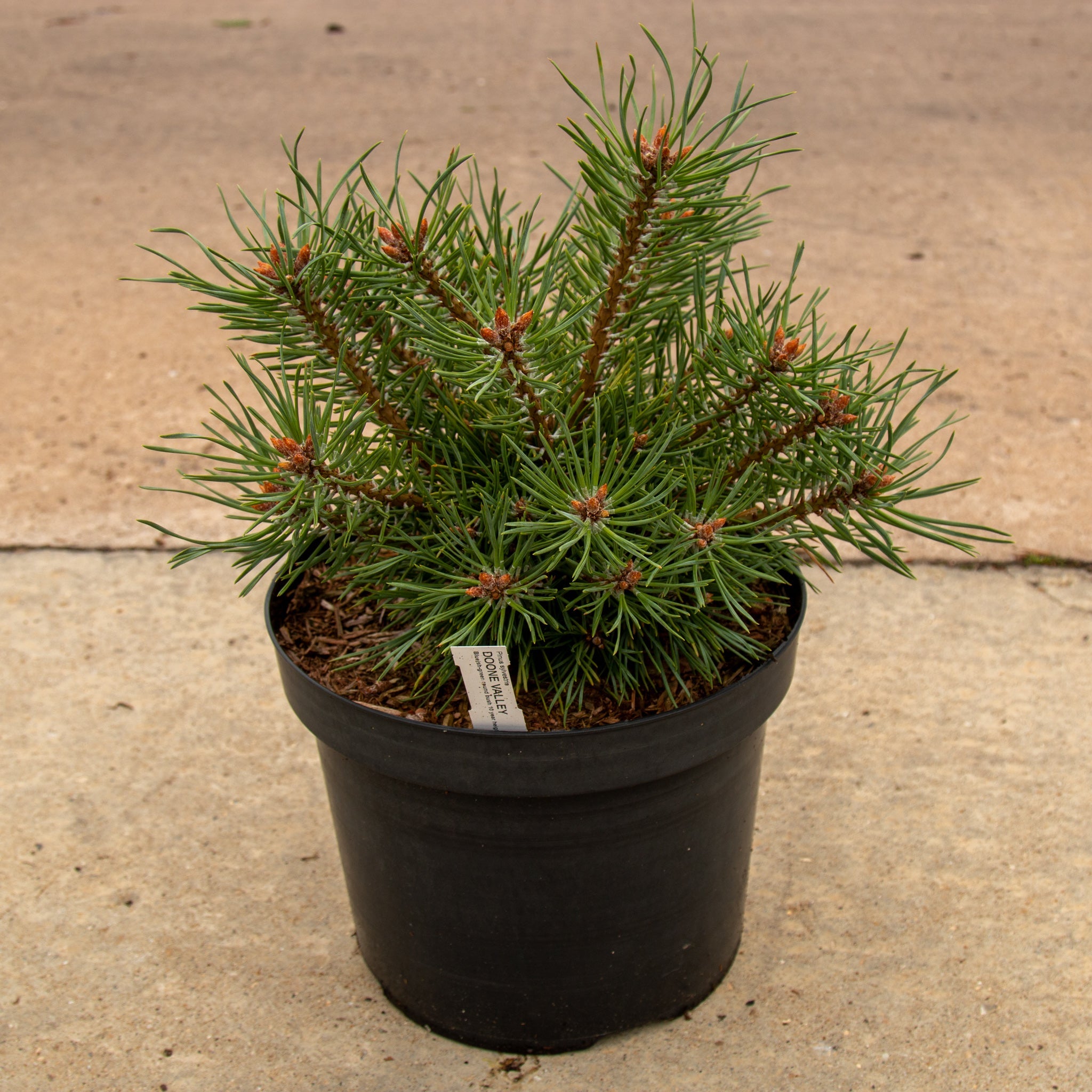 Pinus strobus Tiny curls - Pine