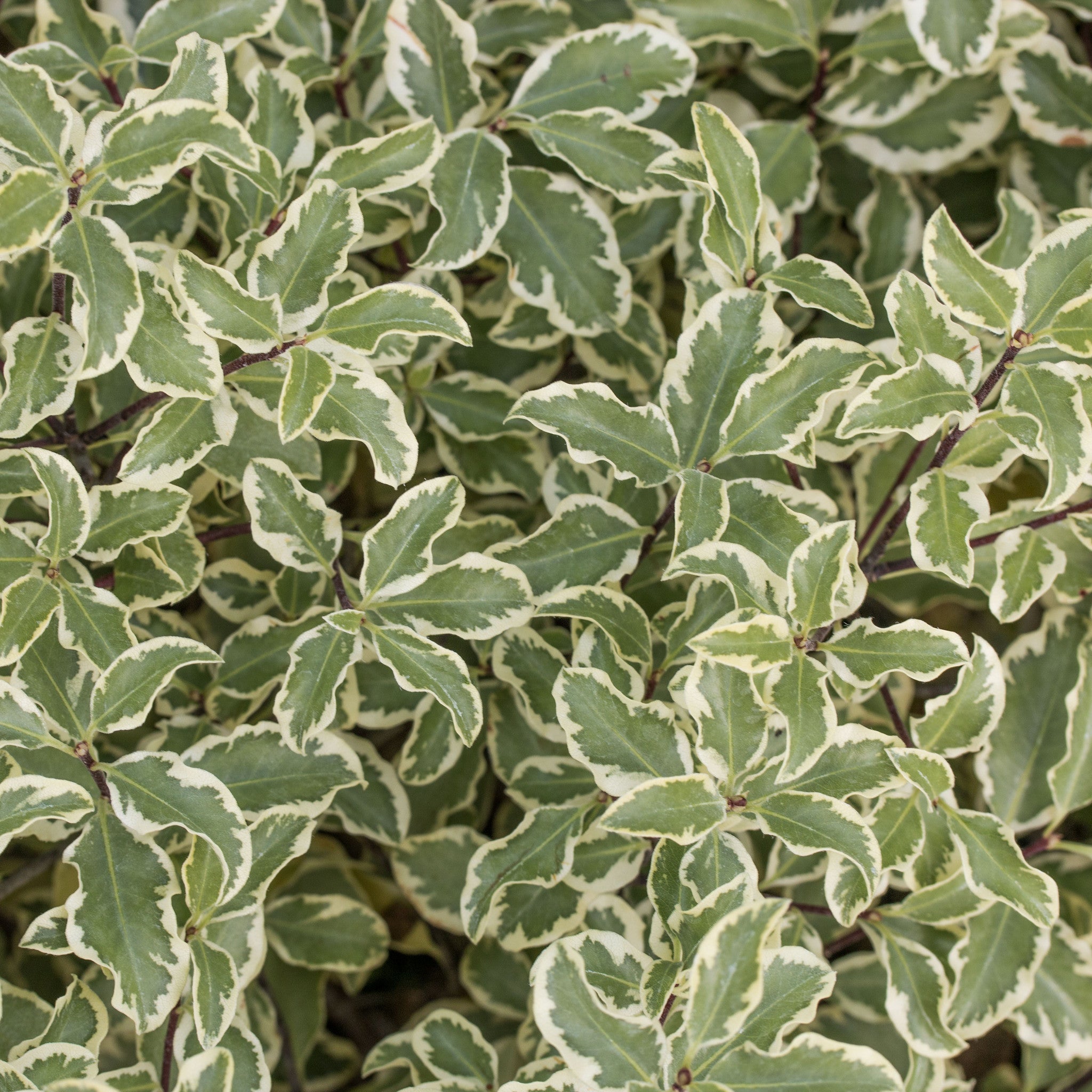 Pittosporum Variegata - Varigated Pittosporum