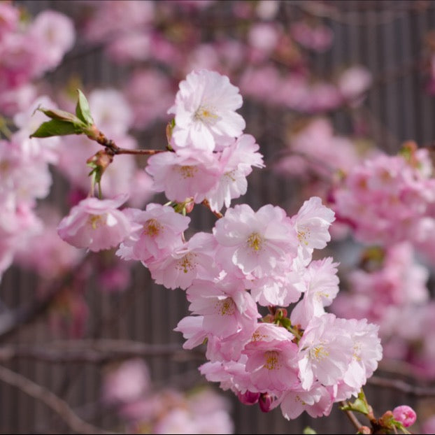 Prunus Accolade - Flowering Cherry Tree | Mail Order Trees