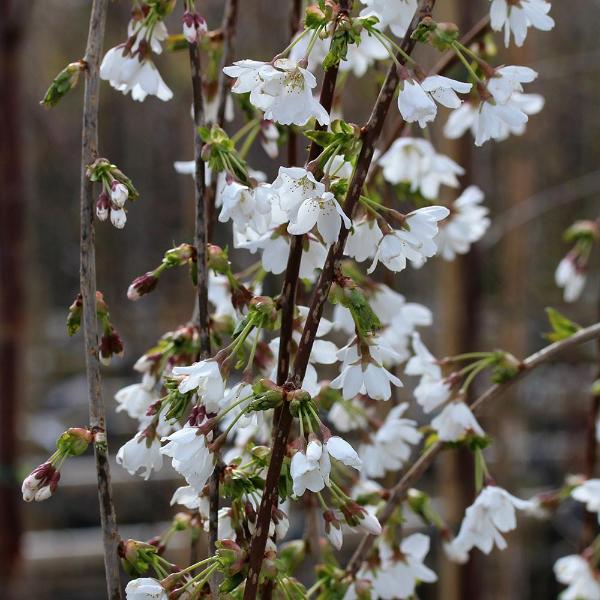 Prunus Snow Showers - Weeping Cherry Tree – Mail Order Trees