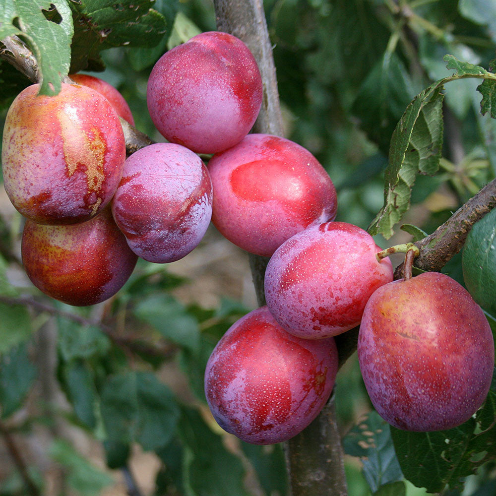 Victoria Plum Tree - Prunus Victoria | Mail Order Trees