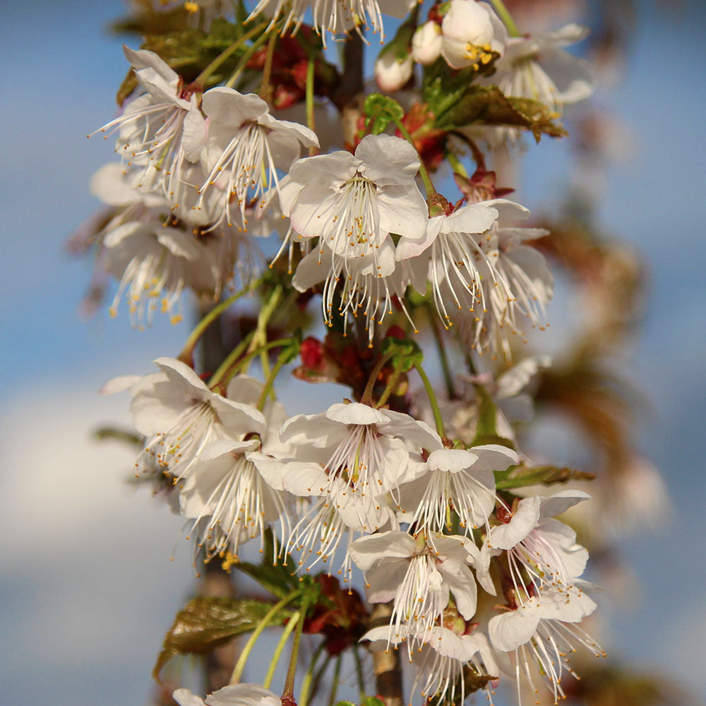 Prunus litigiosa - Tassel Cherry Tree – Mail Order Trees