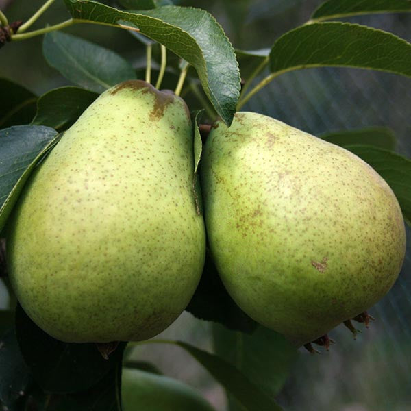 Pyrus Beth - Beth Pear Tree | Mail Order Trees