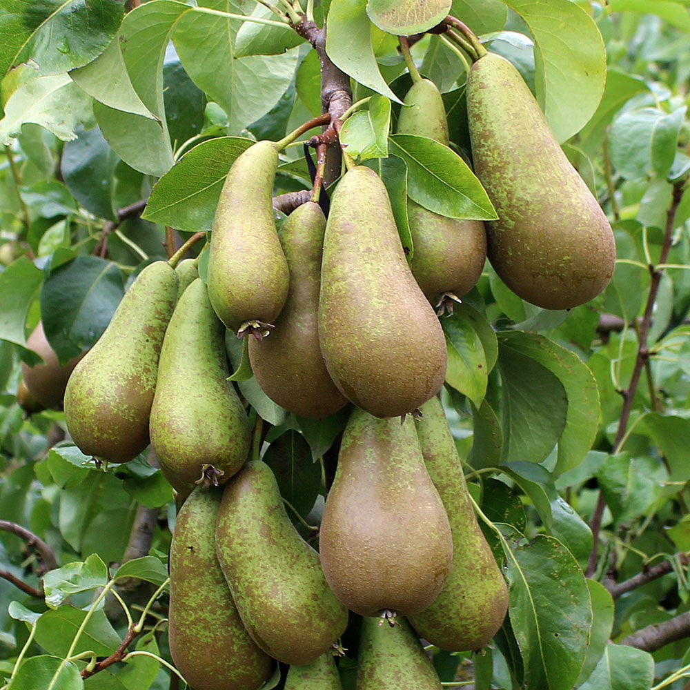 Conference Pear Tree - Pyrus Conference | Mail Order Trees