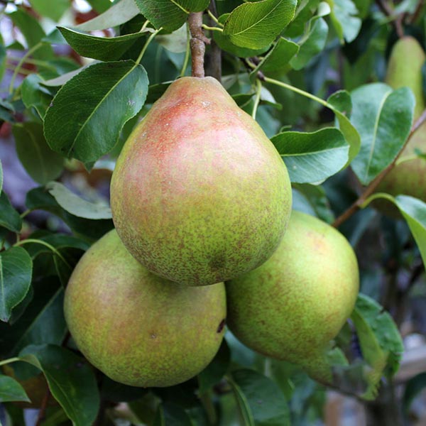 Pyrus Doyenne du Comice - Comice Pear Tree | Mail Order Trees