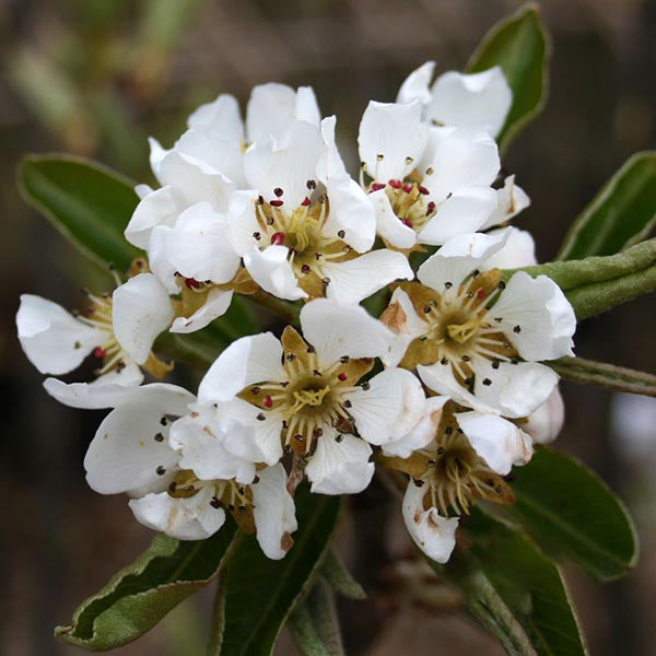 Pyrus Humbug - Humbug Pear Tree | Mail Order Trees