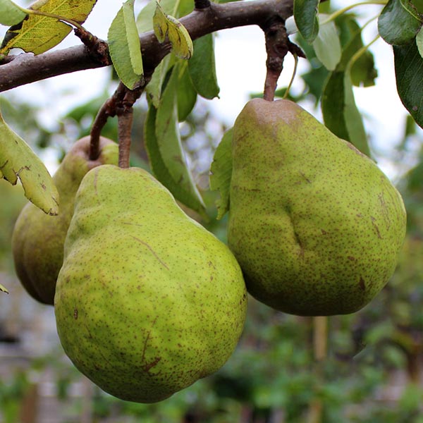 Pyrus Packham's Triumph - Packhams Triumph Pear Tree |Mail Order Trees