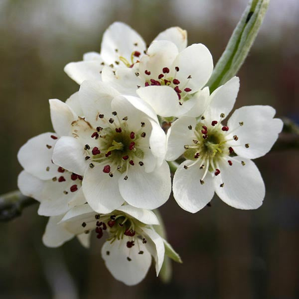 Pyrus Pendula - Weeping Pear Tree | Mail Order Trees