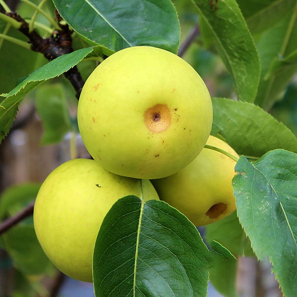 Pyrus Shinseiki - Asian Pear Tree | Mail Order Trees