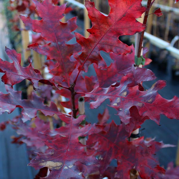 Quercus coccinea - Scarlet Oak Tree | Mail Order Trees