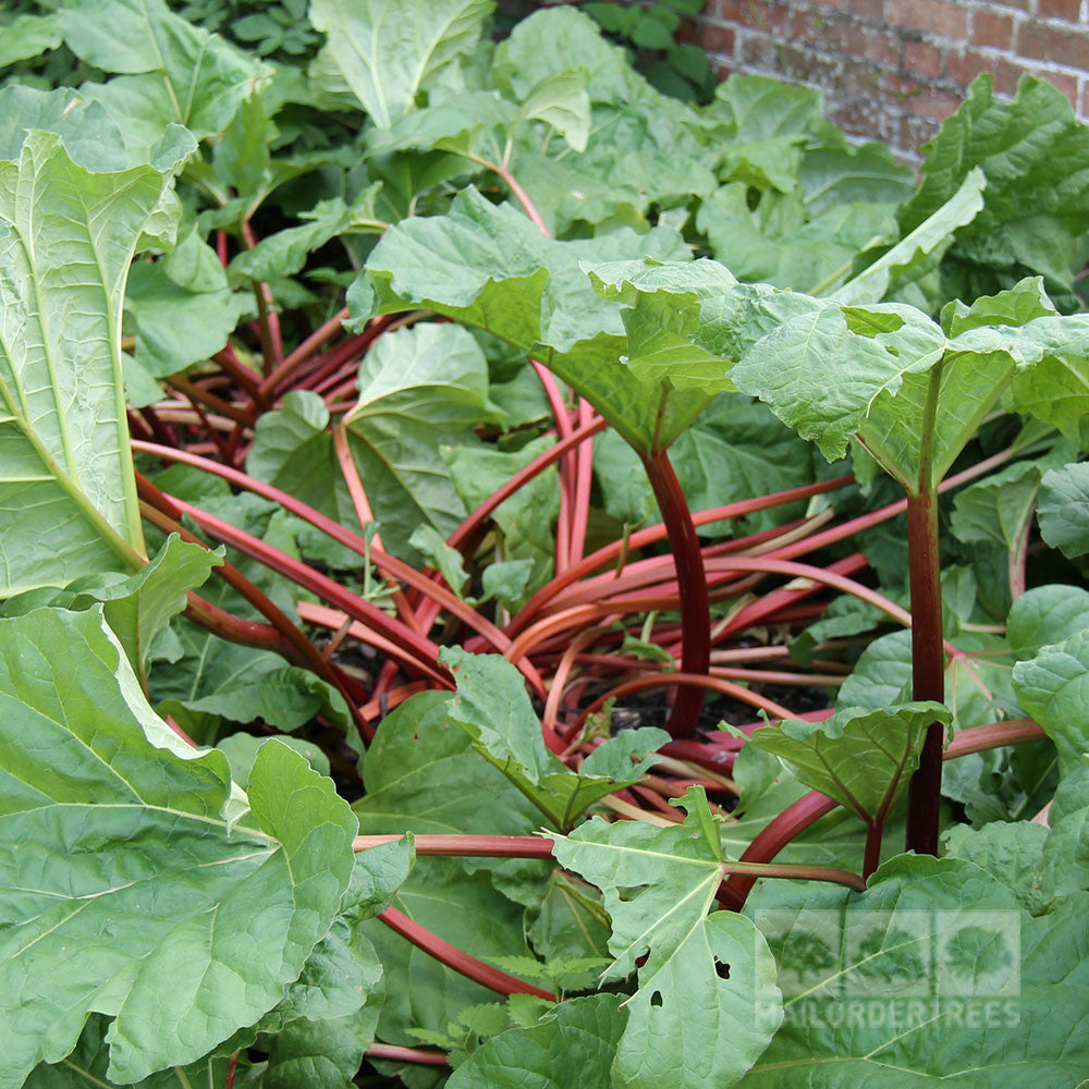 Rheum Timperley Early - Rhubarb | Mail Order Trees