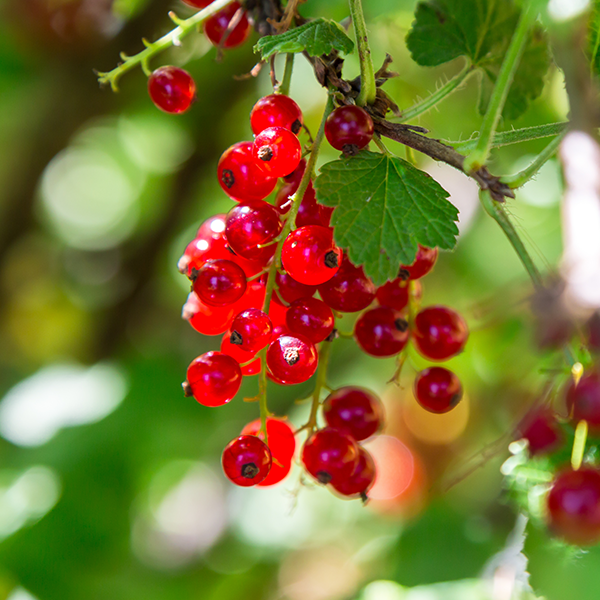 Ribes Rovada - Redcurrant | Mail Order Trees