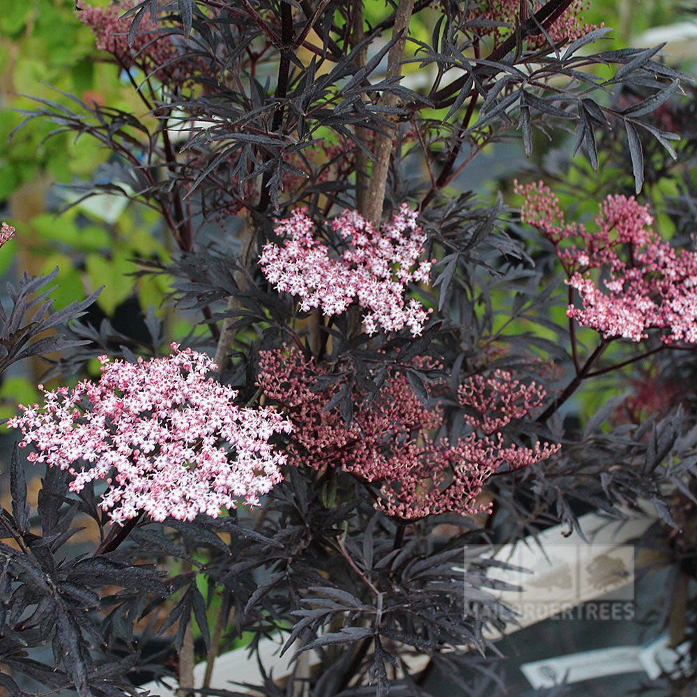 Sambucus Black Lace - Black Elder | Mail Order Trees