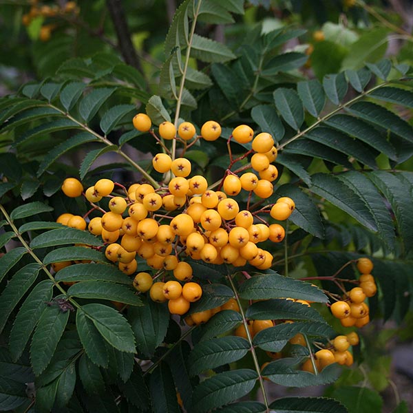 Sorbus Sunshine - Rowan Tree | Mail Order Trees
