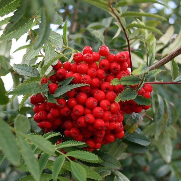 Sorbus aucuparia - Mountain Ash Rowan Tree