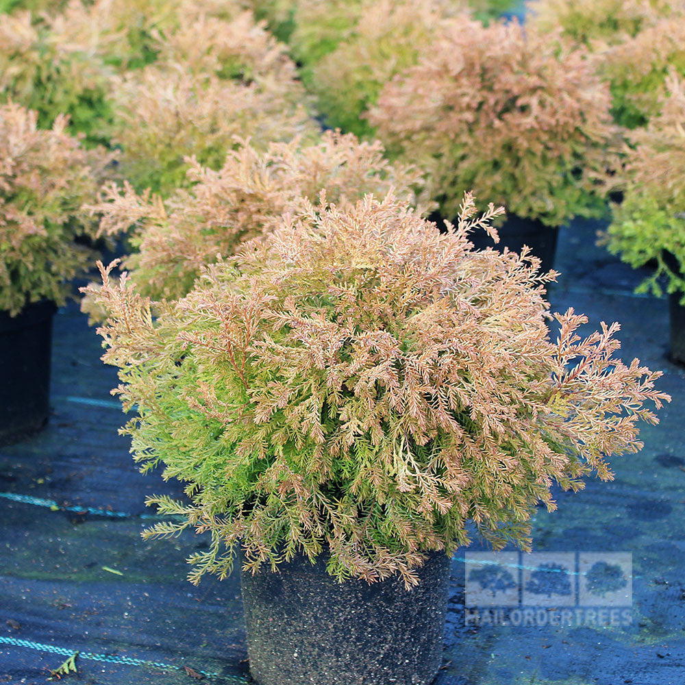 Thuja occidentalis Rheingold - White Cedar – Mail Order Trees