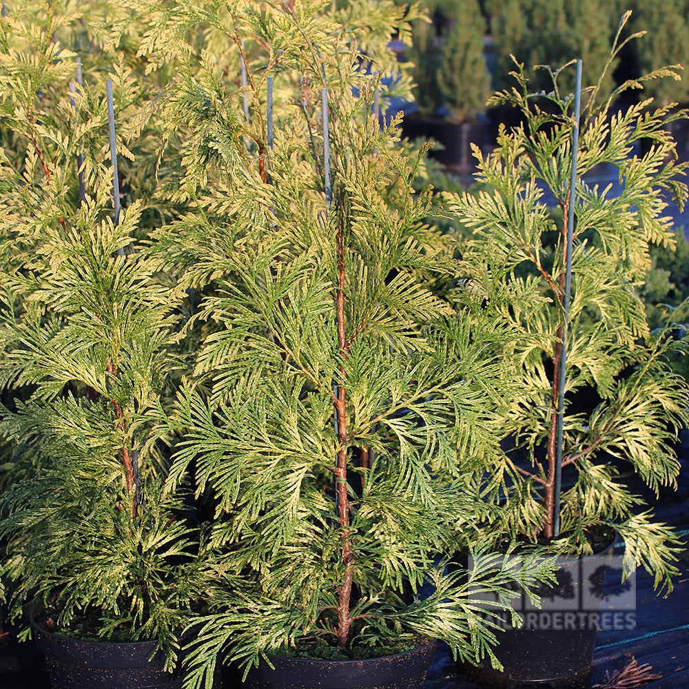 Western Red Cedar Leaf Western Red Cedar | NatureSpot