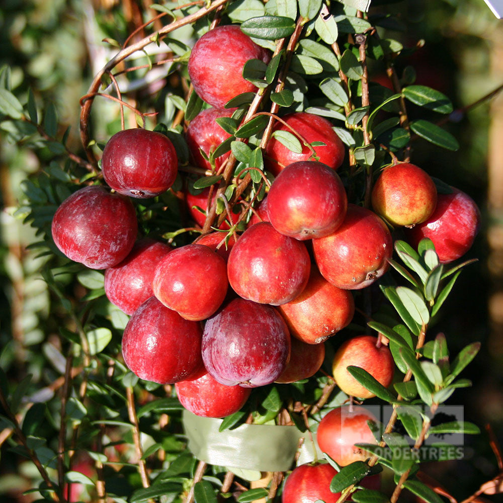 Vaccinium Early Black - Early Black Cranberry Plant | Mail Order Trees