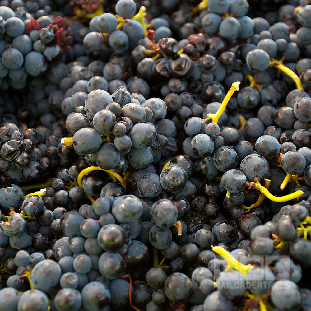 Vitis Lakemont - Grape Lakemont | Mail Order Trees
