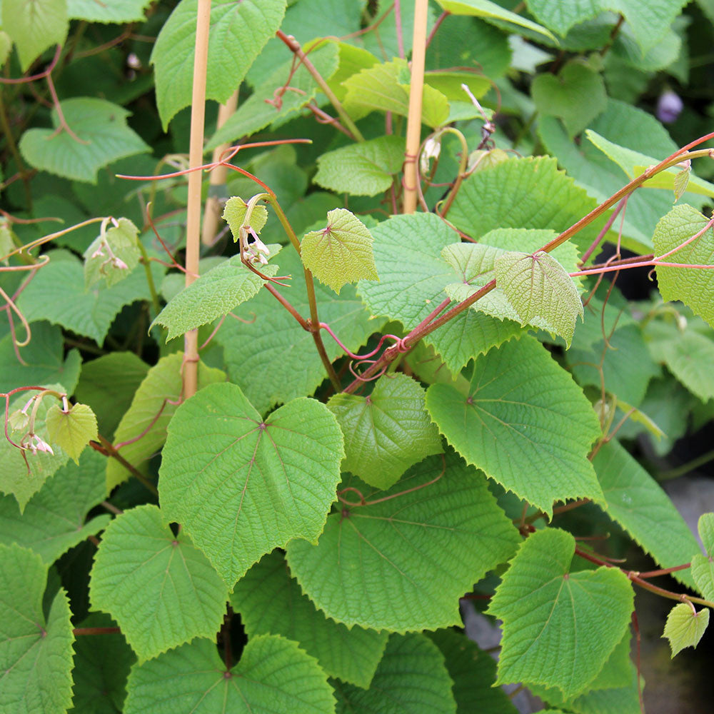 Vitis coignetiae - Crimson Glory Vine – Mail Order Trees