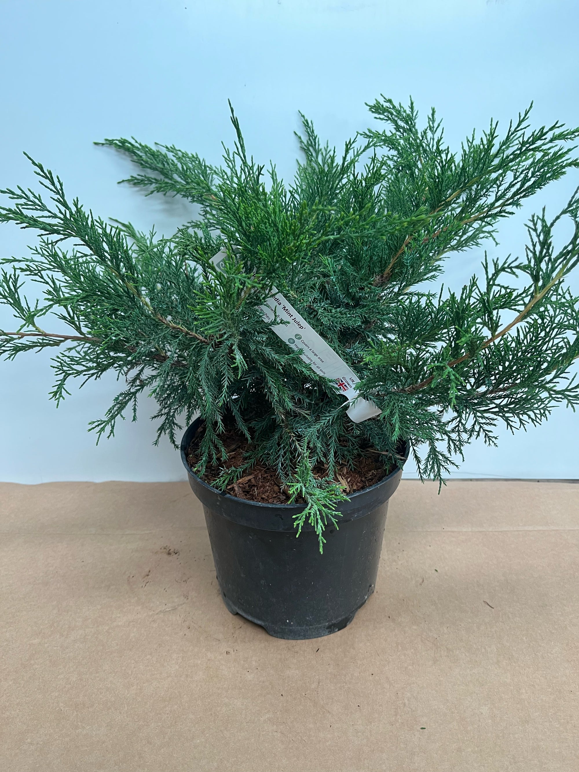 Juniperus x pfitzeriana 'Mint Julep' – Mail Order Trees