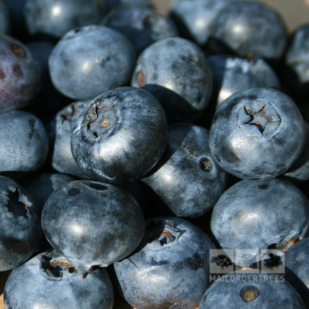 Blueberry Plants | Mail Order Trees