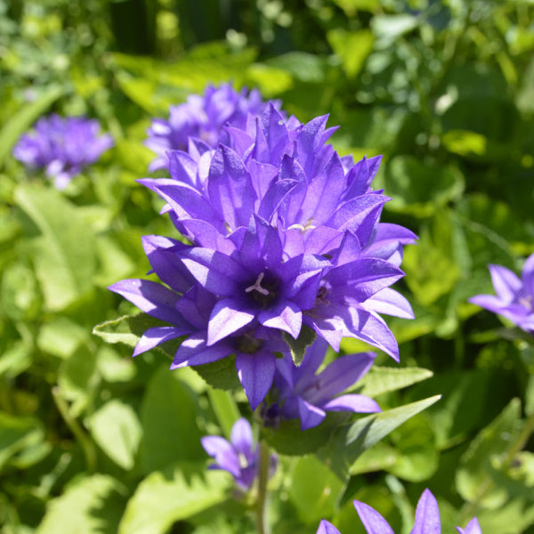Campanula glomerata Superba - Clustered Bellflower | Mail Order Trees