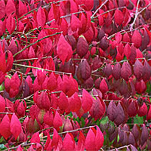 Euonymus alatus Compactus - Winged Spindle Tree – Mail Order Trees