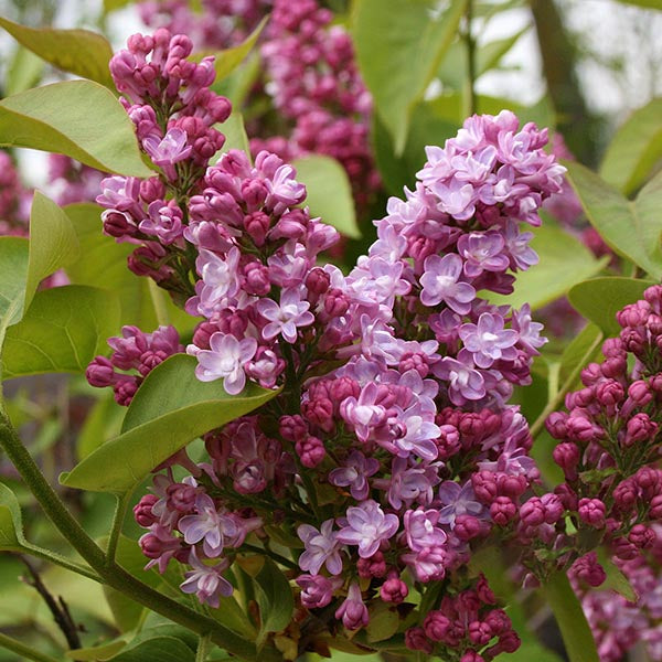Syringa - Lilac Trees | Mail Order Trees